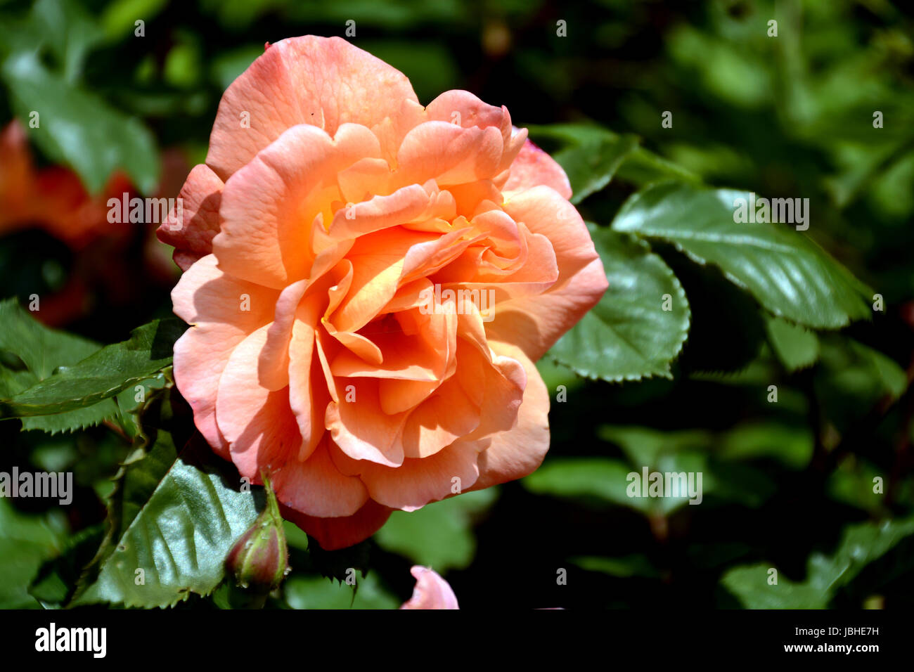 flowers rose sheets Stock Photo - Alamy