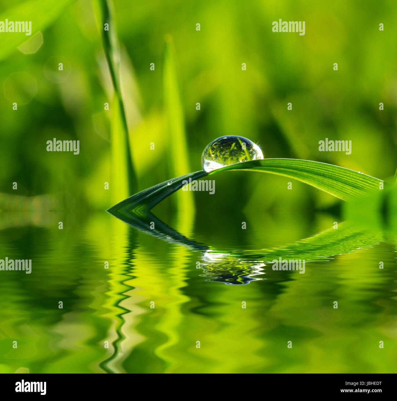 Dew drop on a blade of grass Stock Photo - Alamy