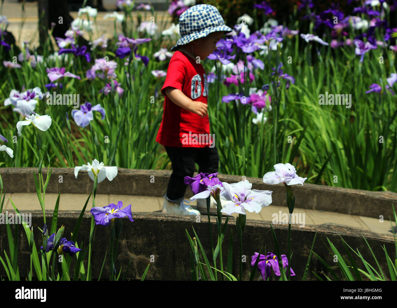 Tokyo, Japan. 10th June, 2017. Colorful irises are in full bloom at the ...
