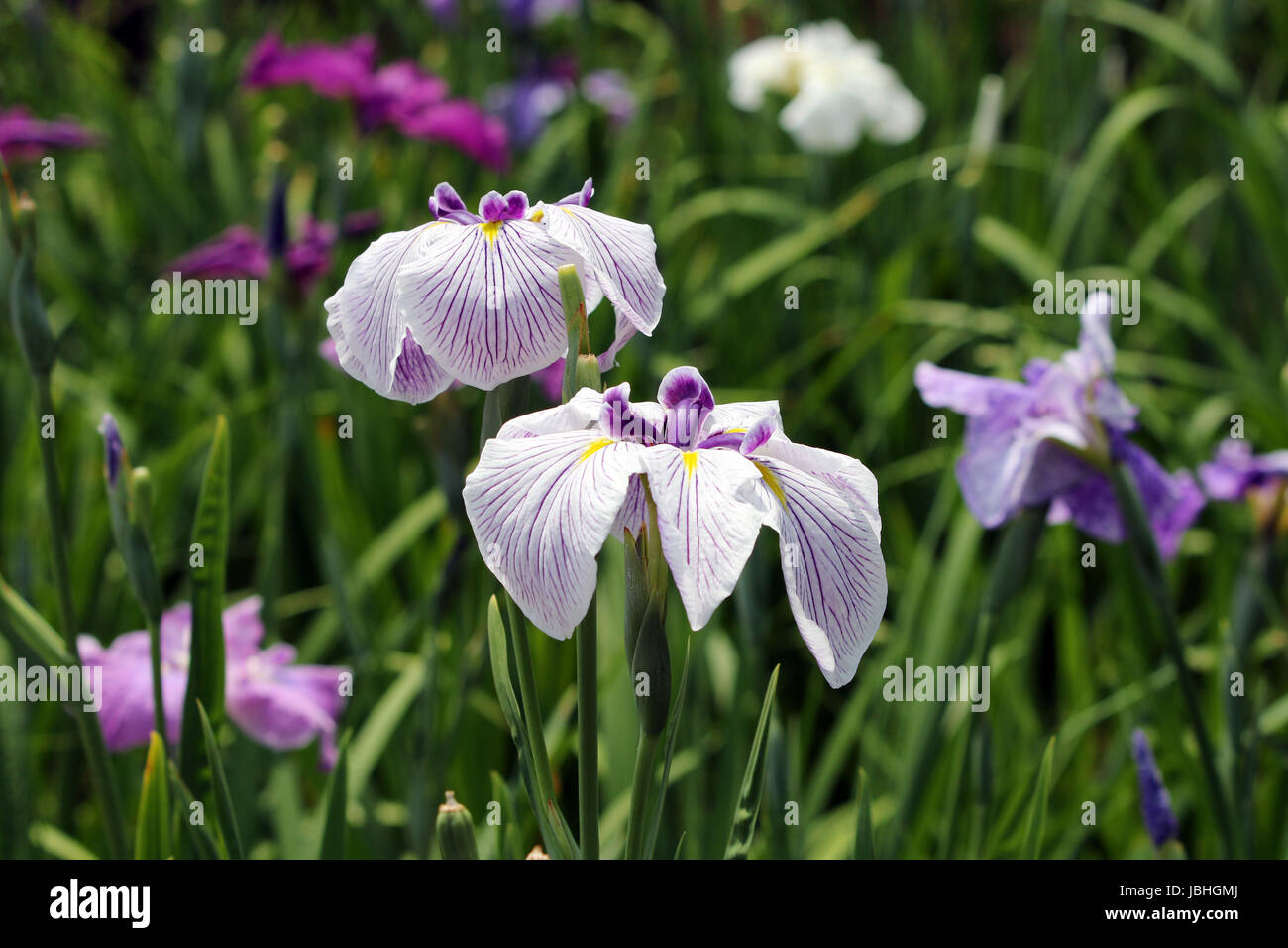 Tokyo, Japan. 10th June, 2017. Colorful irises are in full bloom at the ...