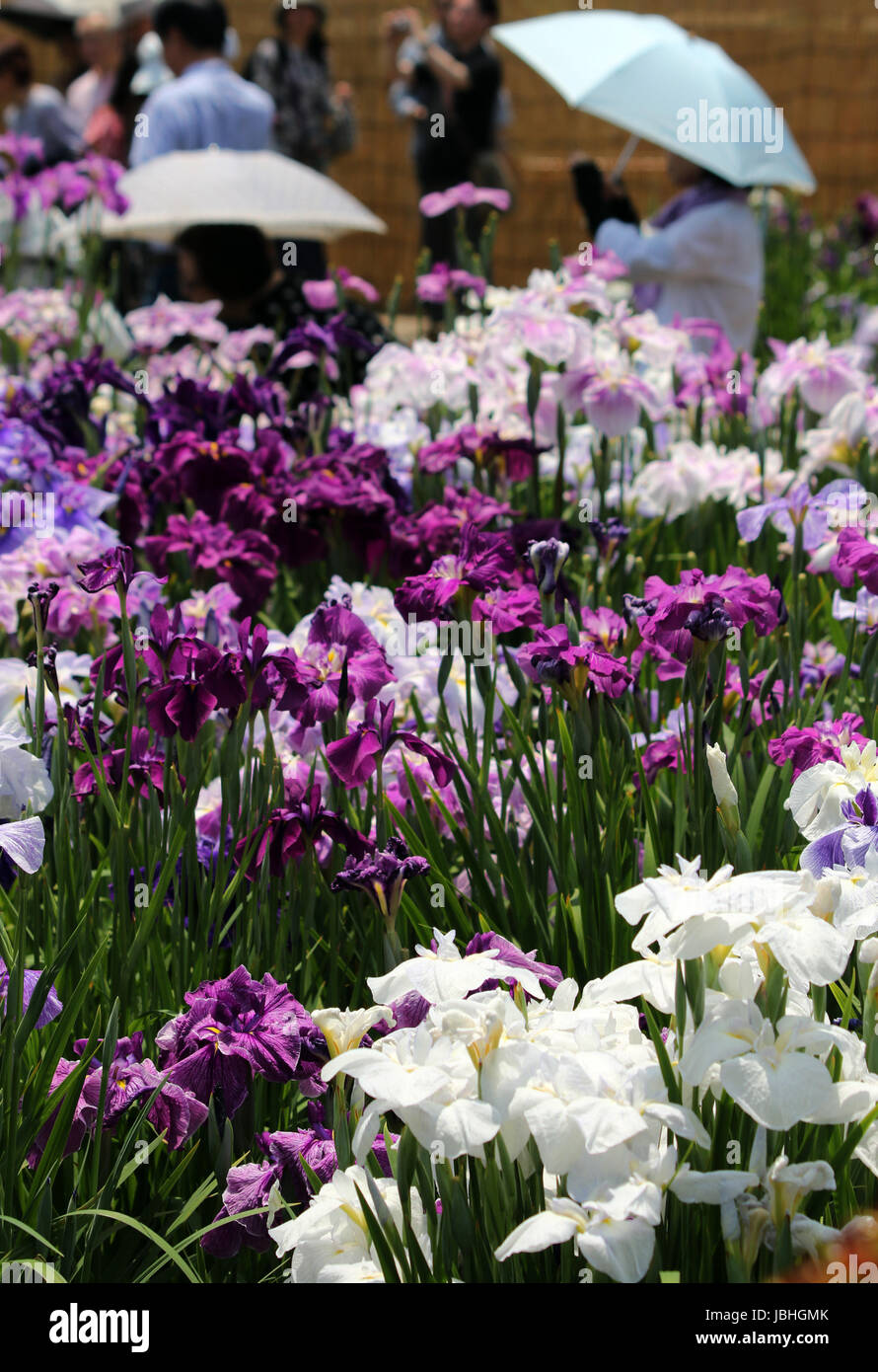 Tokyo, Japan. 10th June, 2017. Colorful irises are in full bloom at the ...