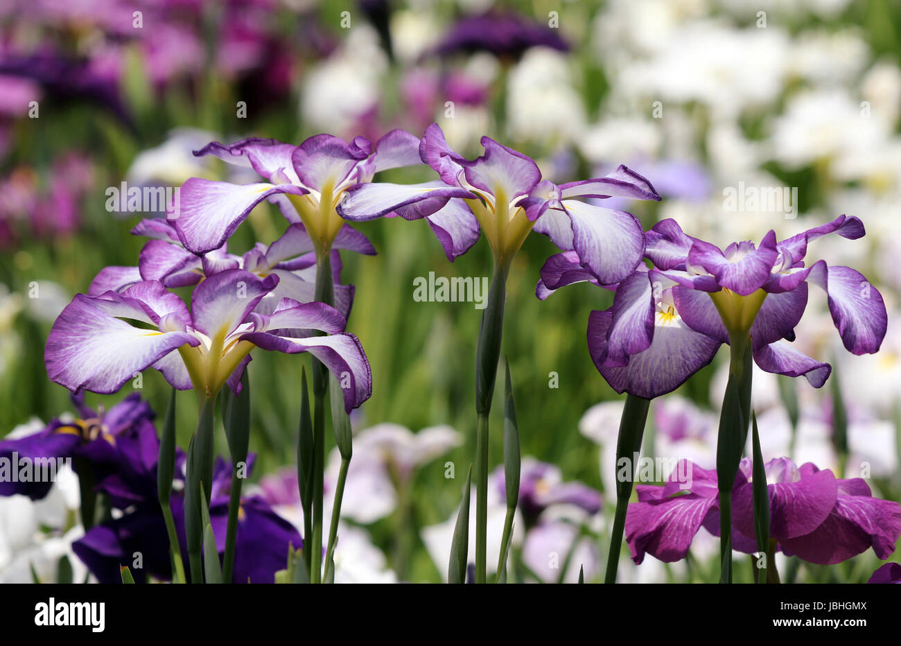 Tokyo, Japan. 10th June, 2017. Colorful irises are in full bloom at the ...