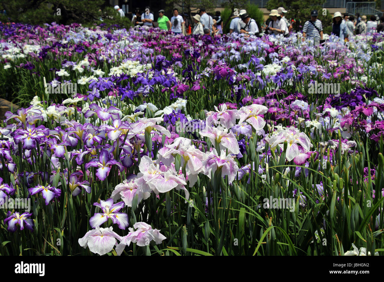Tokyo, Japan. 10th June, 2017. Colorful irises are in full bloom at the ...
