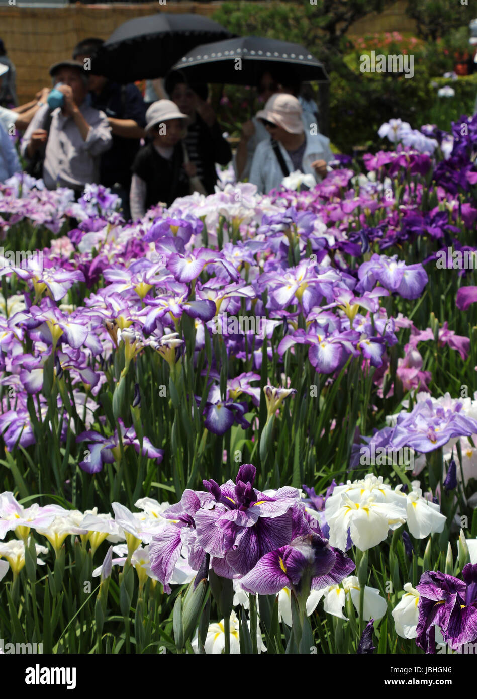 Iris garden tokyo hi-res stock photography and images - Alamy