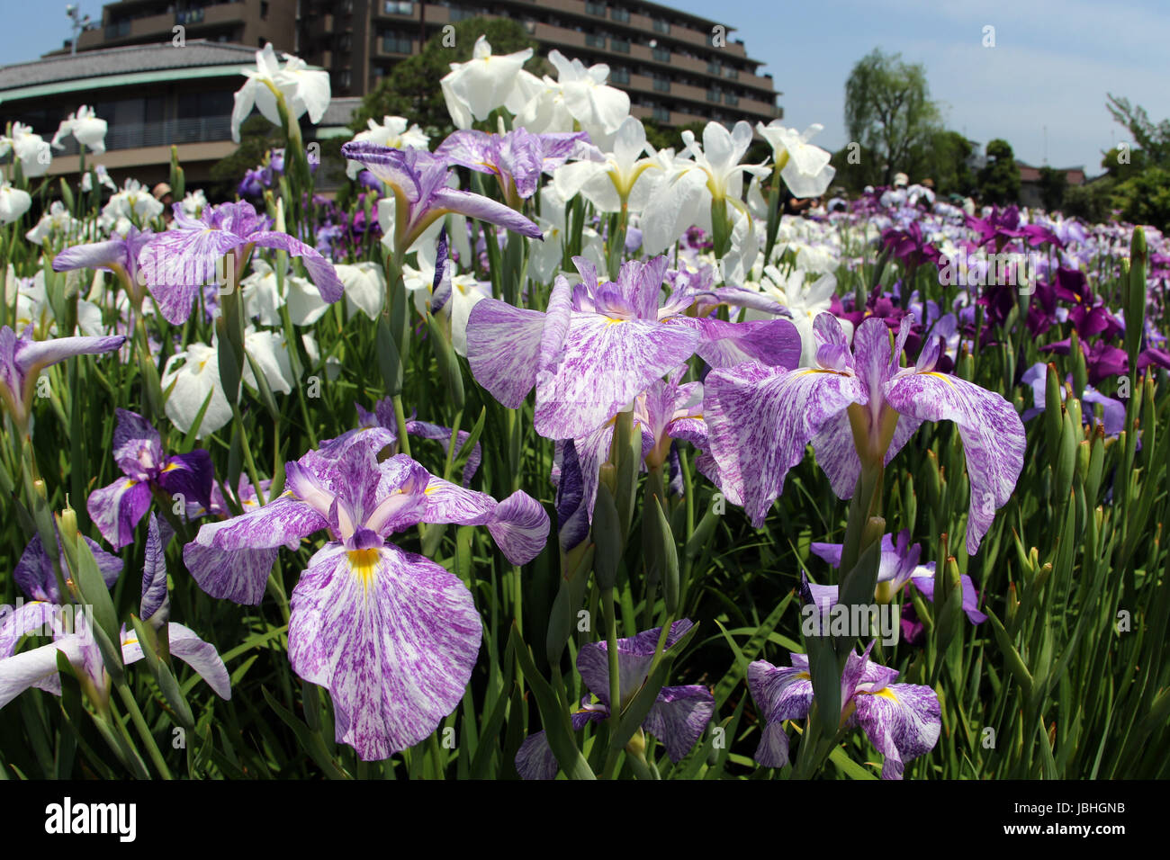 Tokyo, Japan. 10th June, 2017. Colorful irises are in full bloom at the ...
