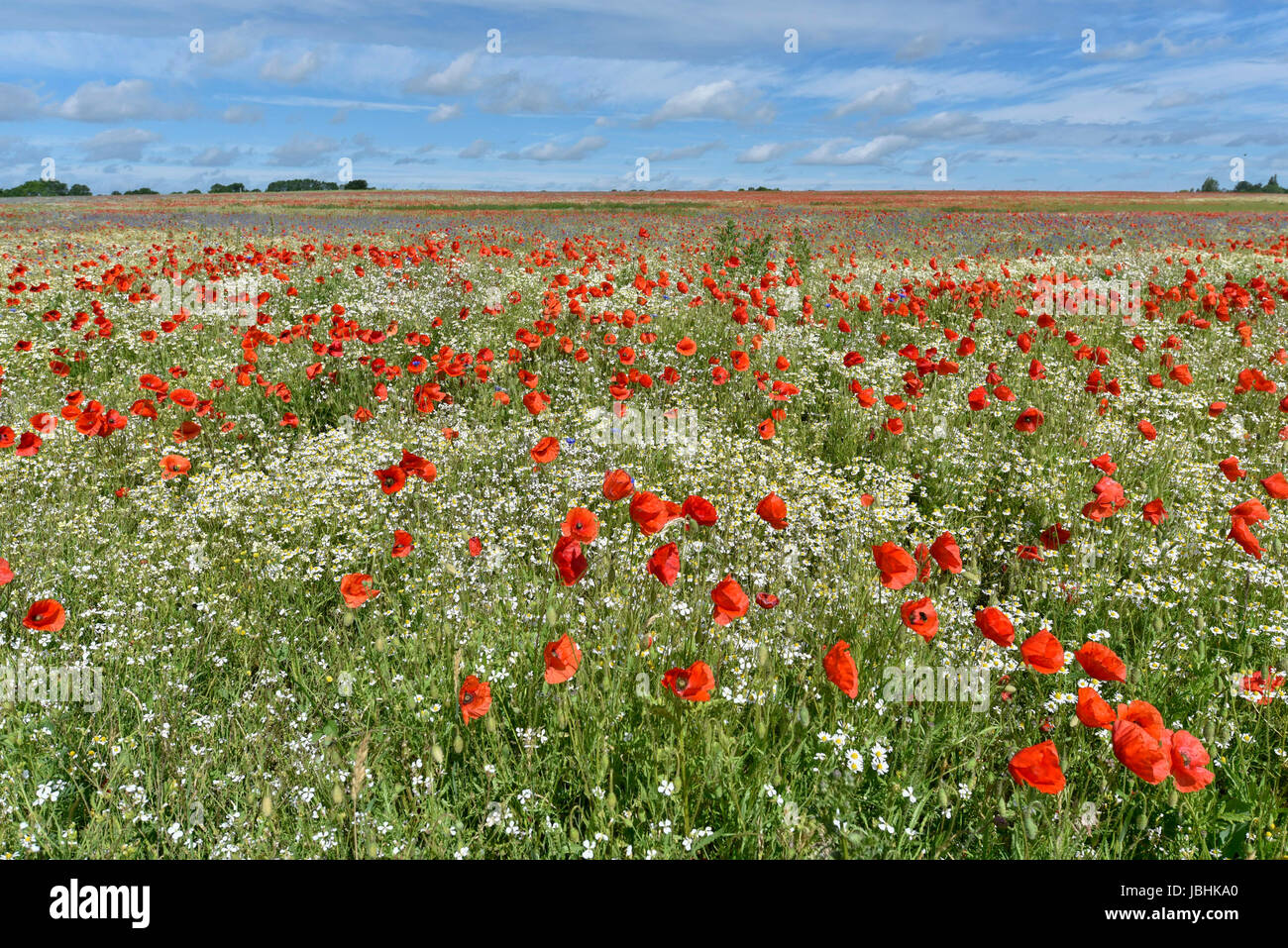 St Albans, UK. 11 June 2017. UK Weather - Poppies and other wildflowers ...
