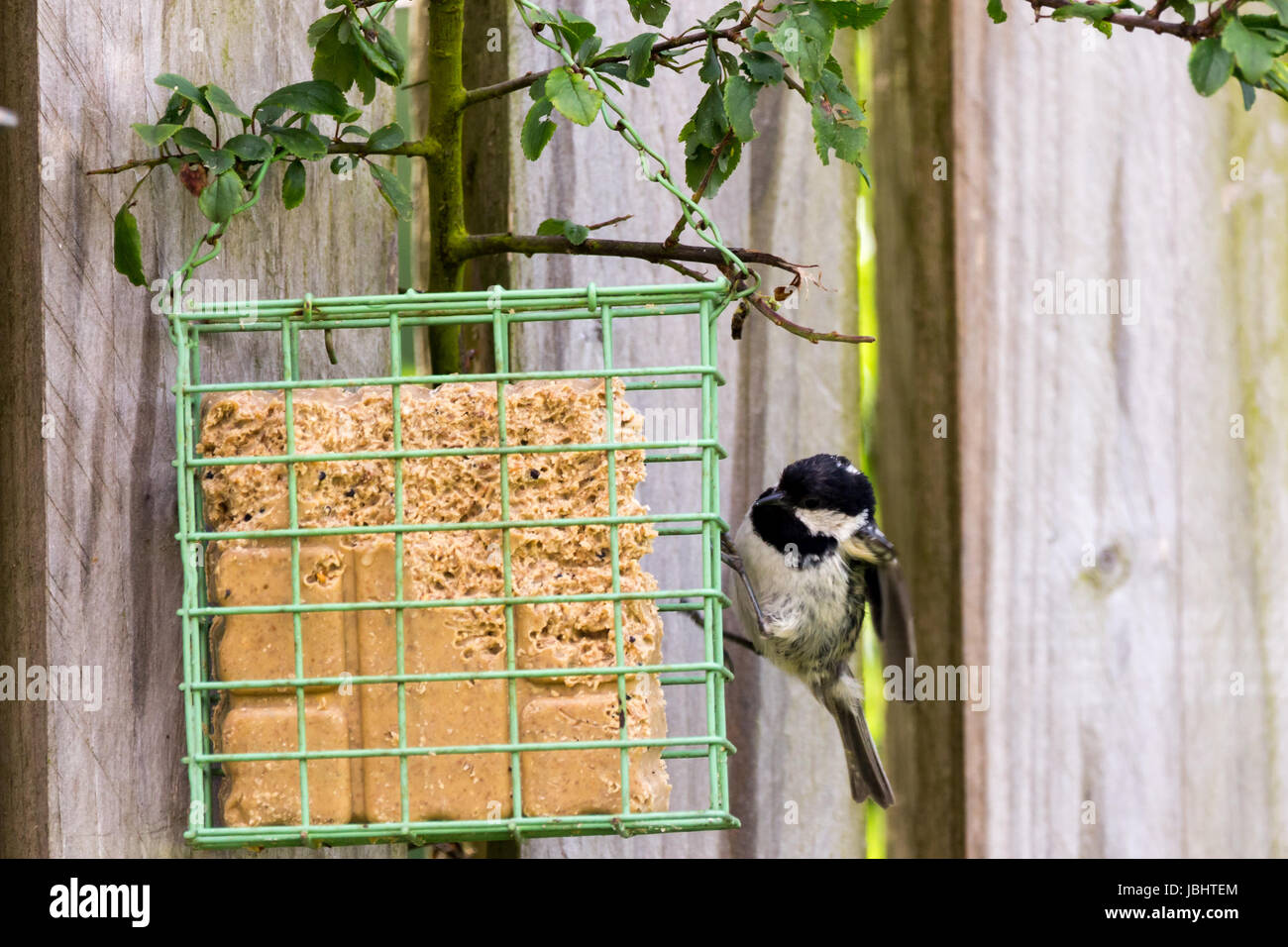 Birds feeding off a garden feeder as the day becomes a mixture of rain ...