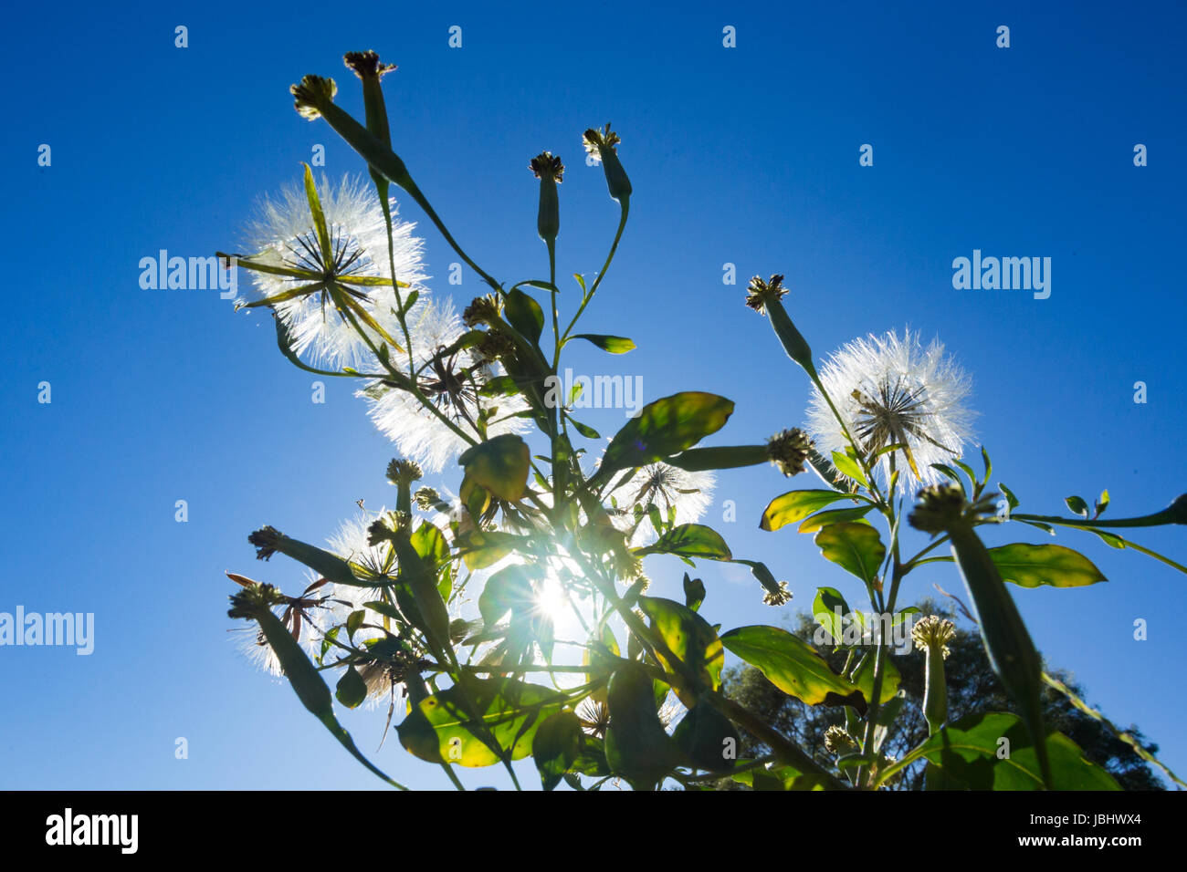 Sun shines behind pore-leaf plant (Porophyllum sp.) blooming flowers ...