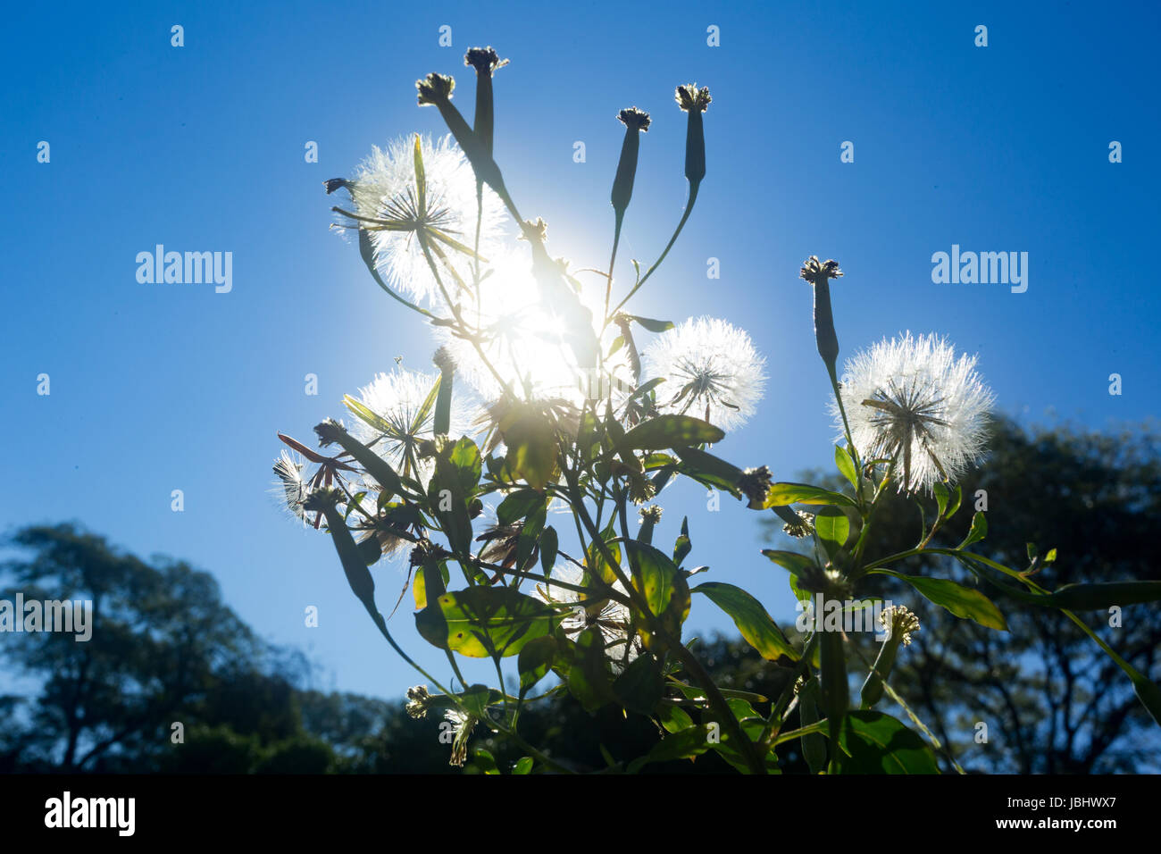 Porophyllum sp hi-res stock photography and images - Alamy