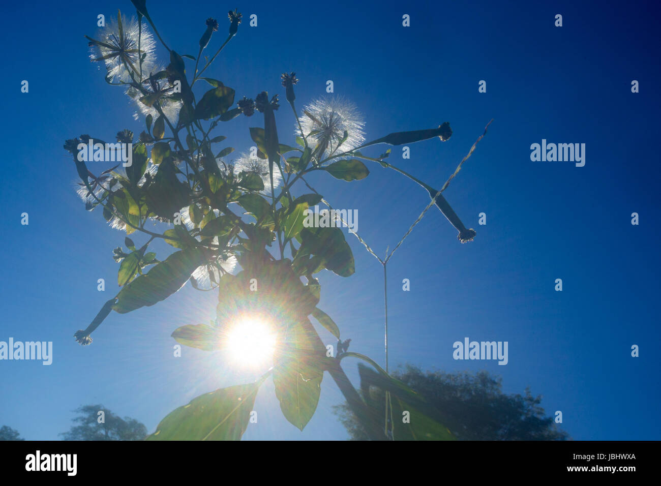 Poreleaf plants hi-res stock photography and images - Alamy
