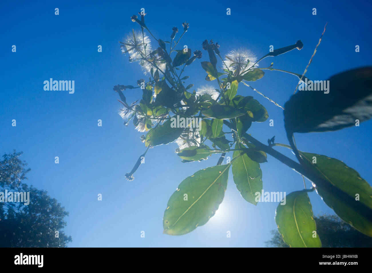 Sun shines behind pore-leaf plant (Porophyllum sp.) blooming flowers ...