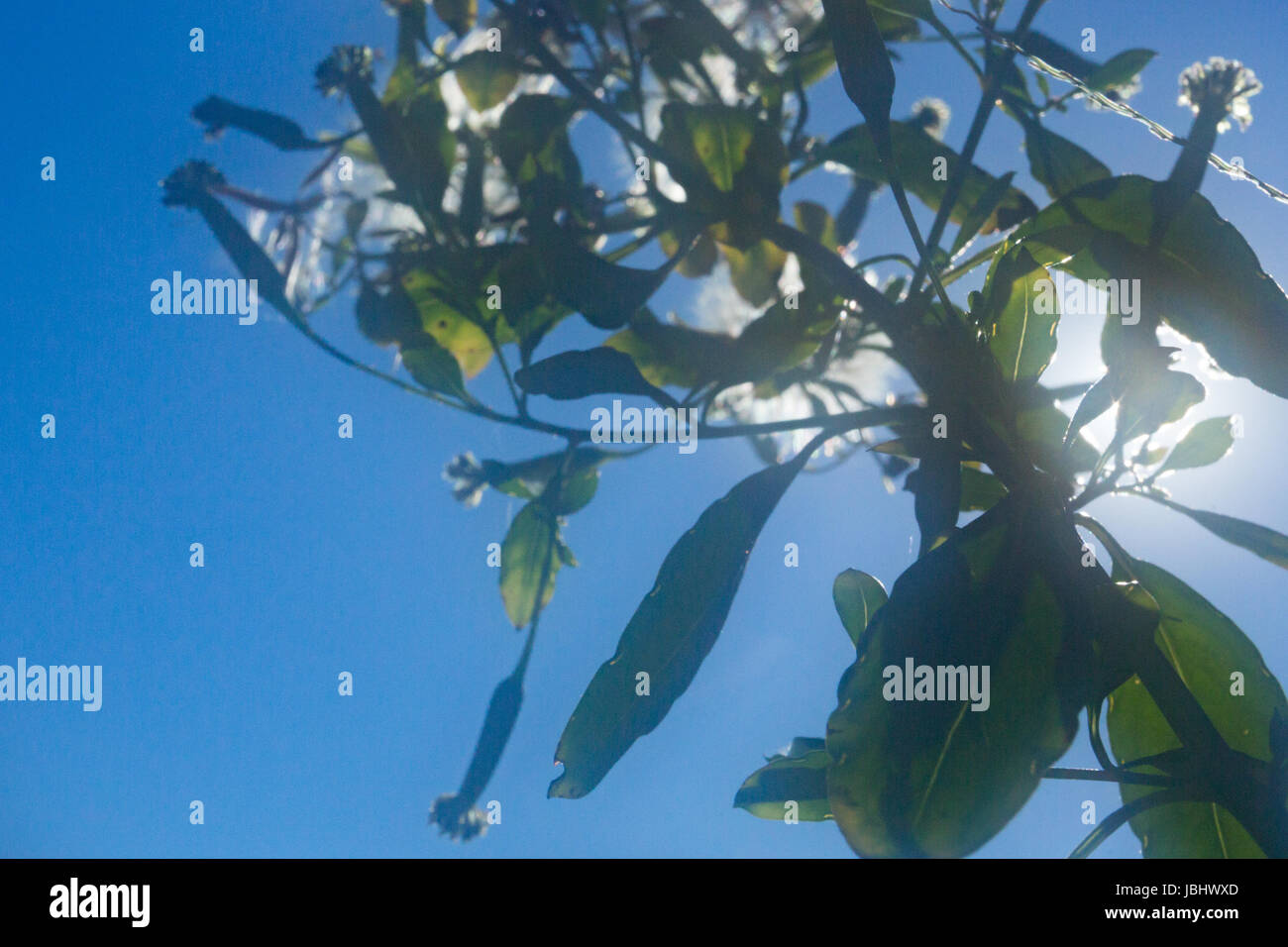 Sun shines behind pore-leaf plant (Porophyllum sp.) blooming flowers ...