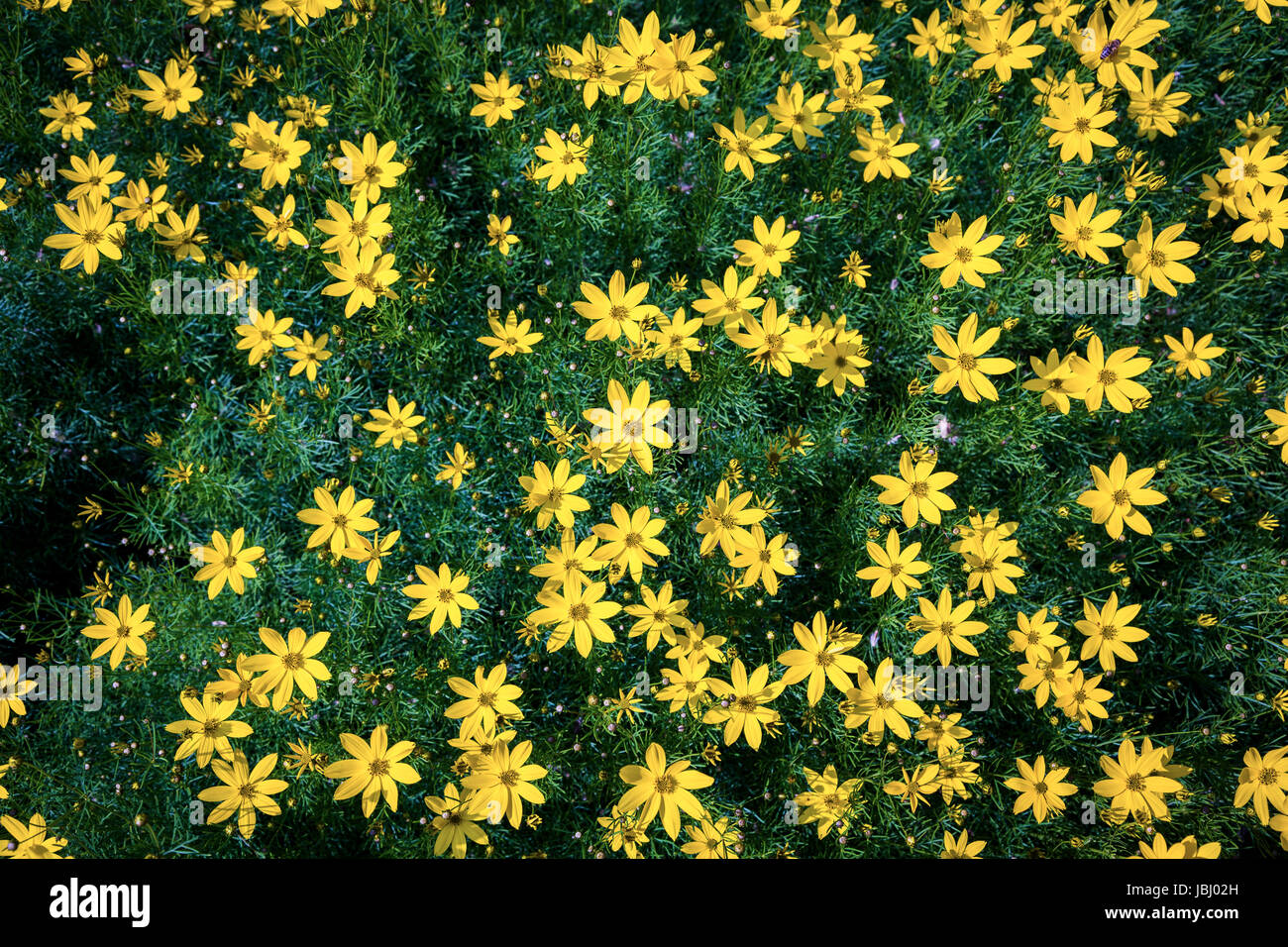 Blumenteppich hi-res stock photography and images - Alamy