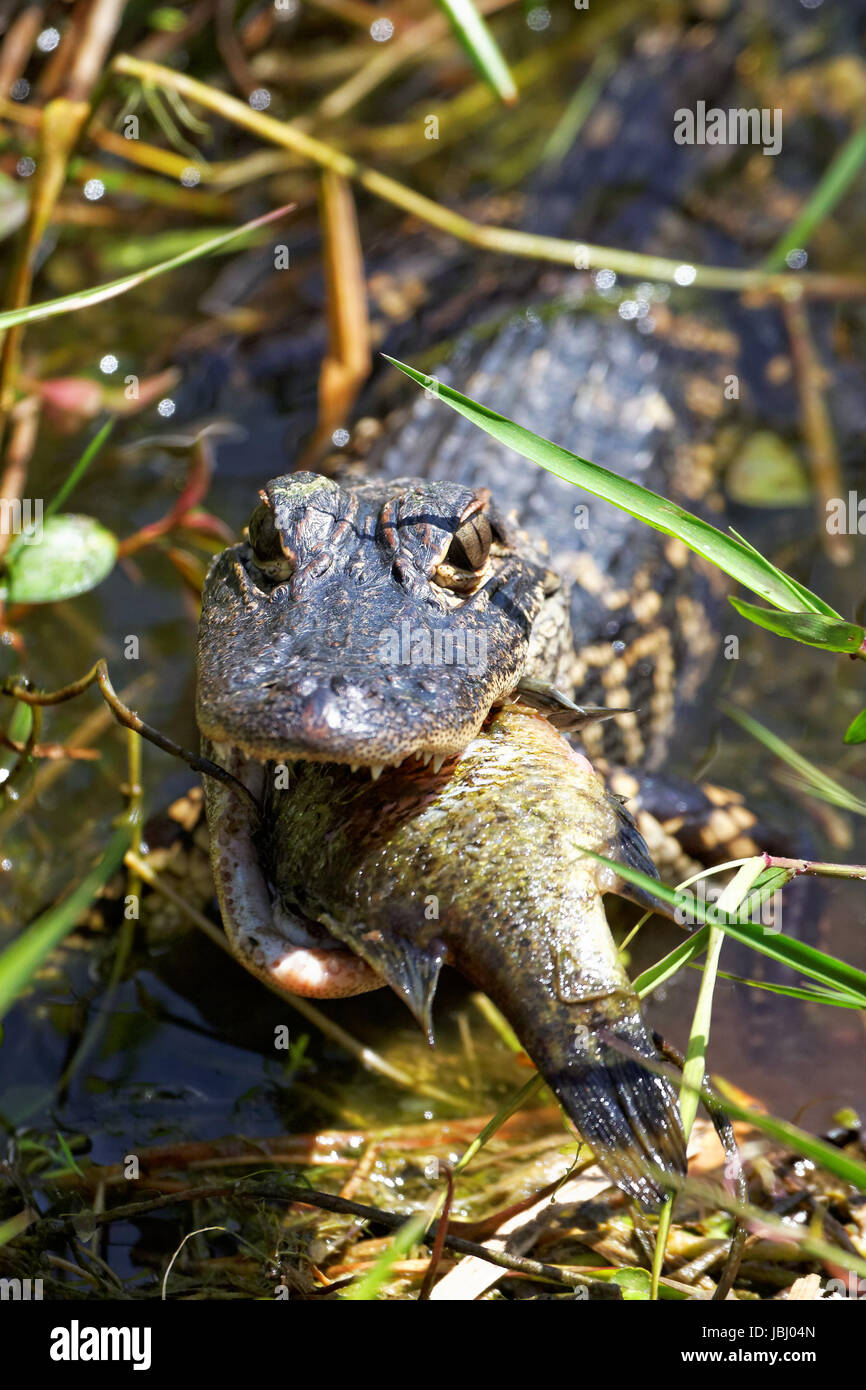 Mini- Alligator beim Fressen Stock Photo - Alamy