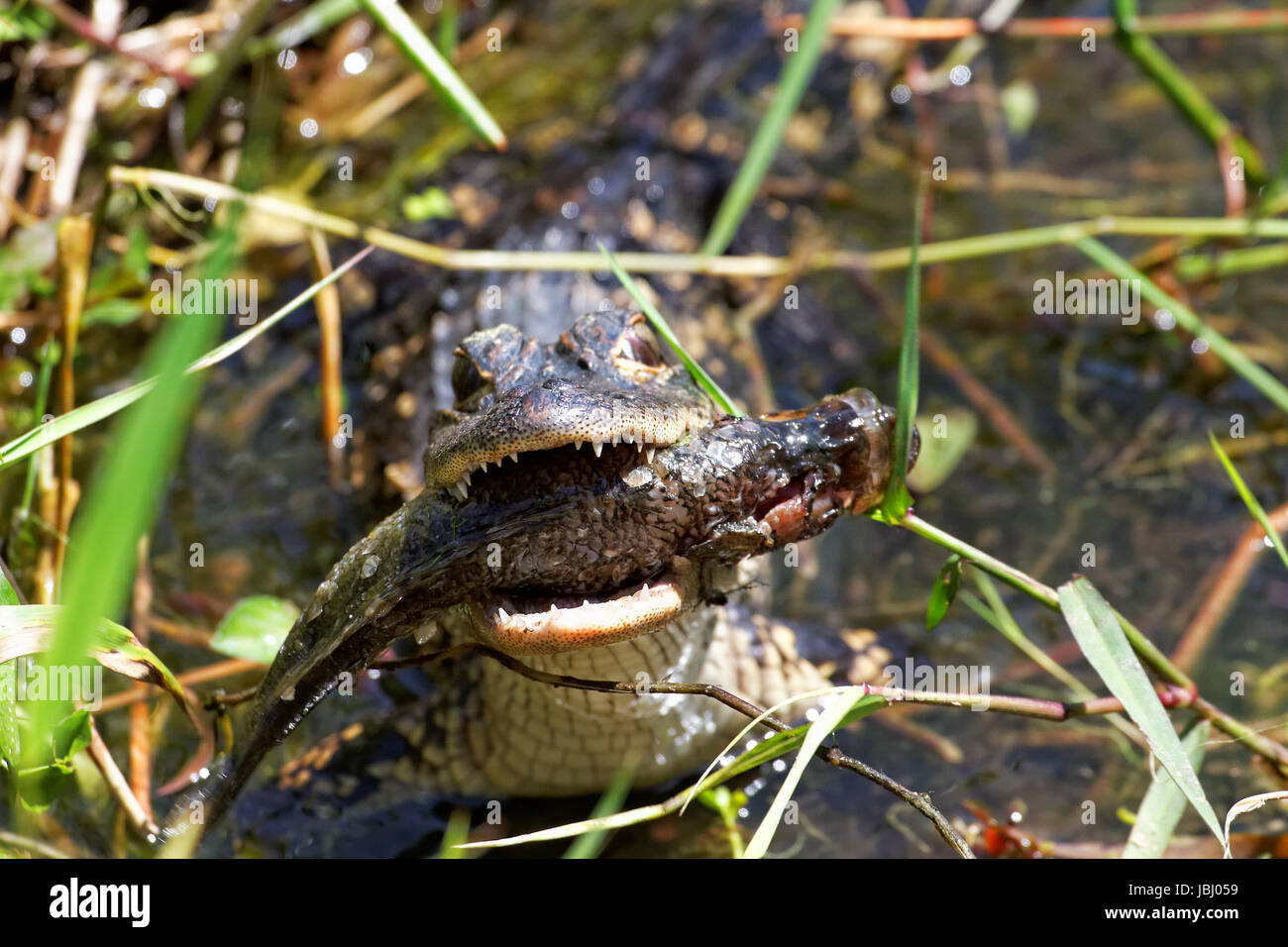 Mini- Alligator mit Beute Stock Photo - Alamy