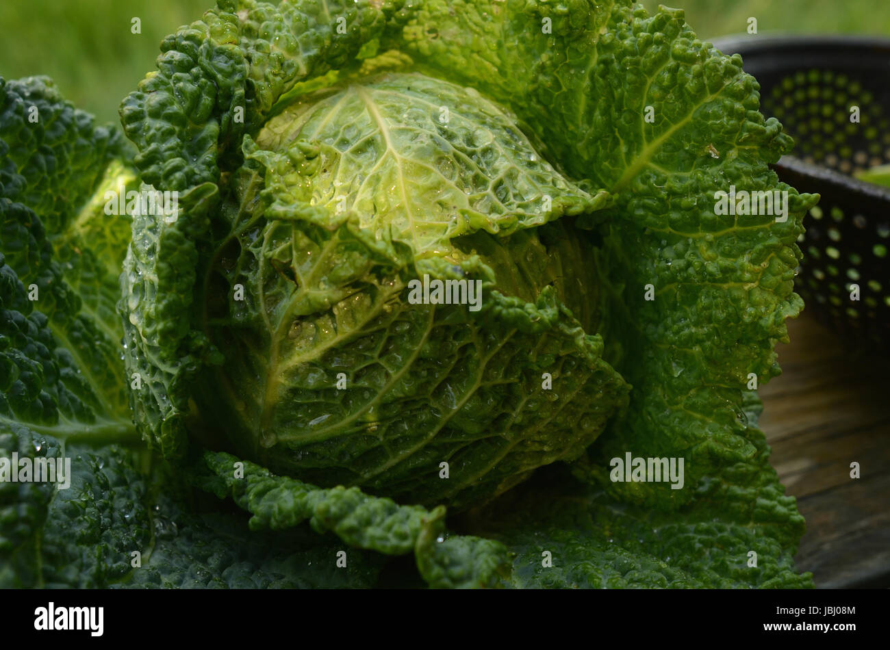 Savoy cabbage and vegetables Stock Photo - Alamy