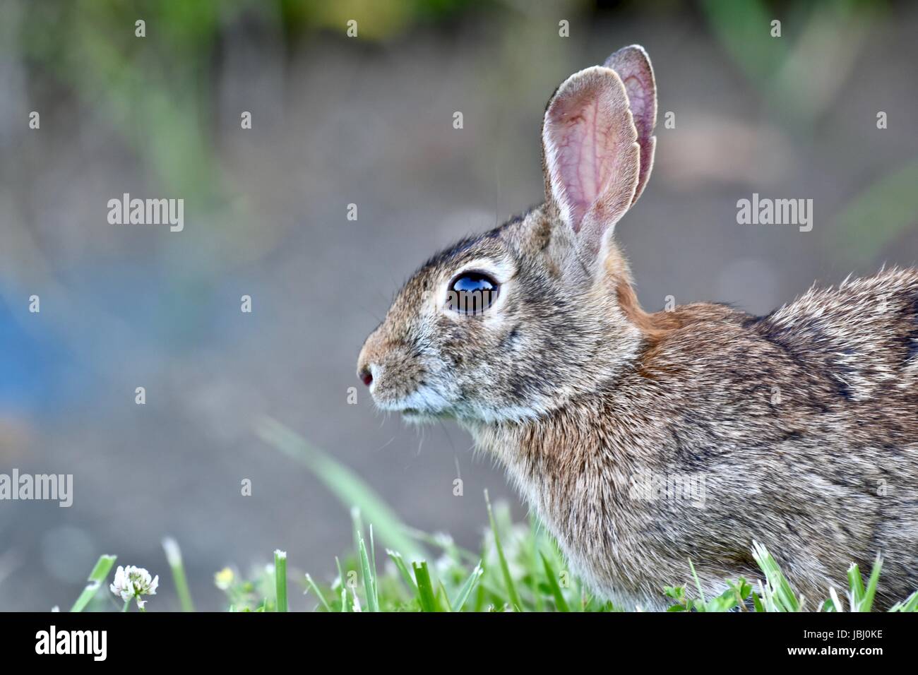 Eastern Cottontail rabbit (Sylvilagus floridanus Stock Photo - Alamy