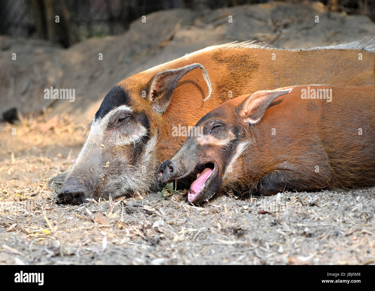 Red river hog sleeping hi-res stock photography and images - Alamy