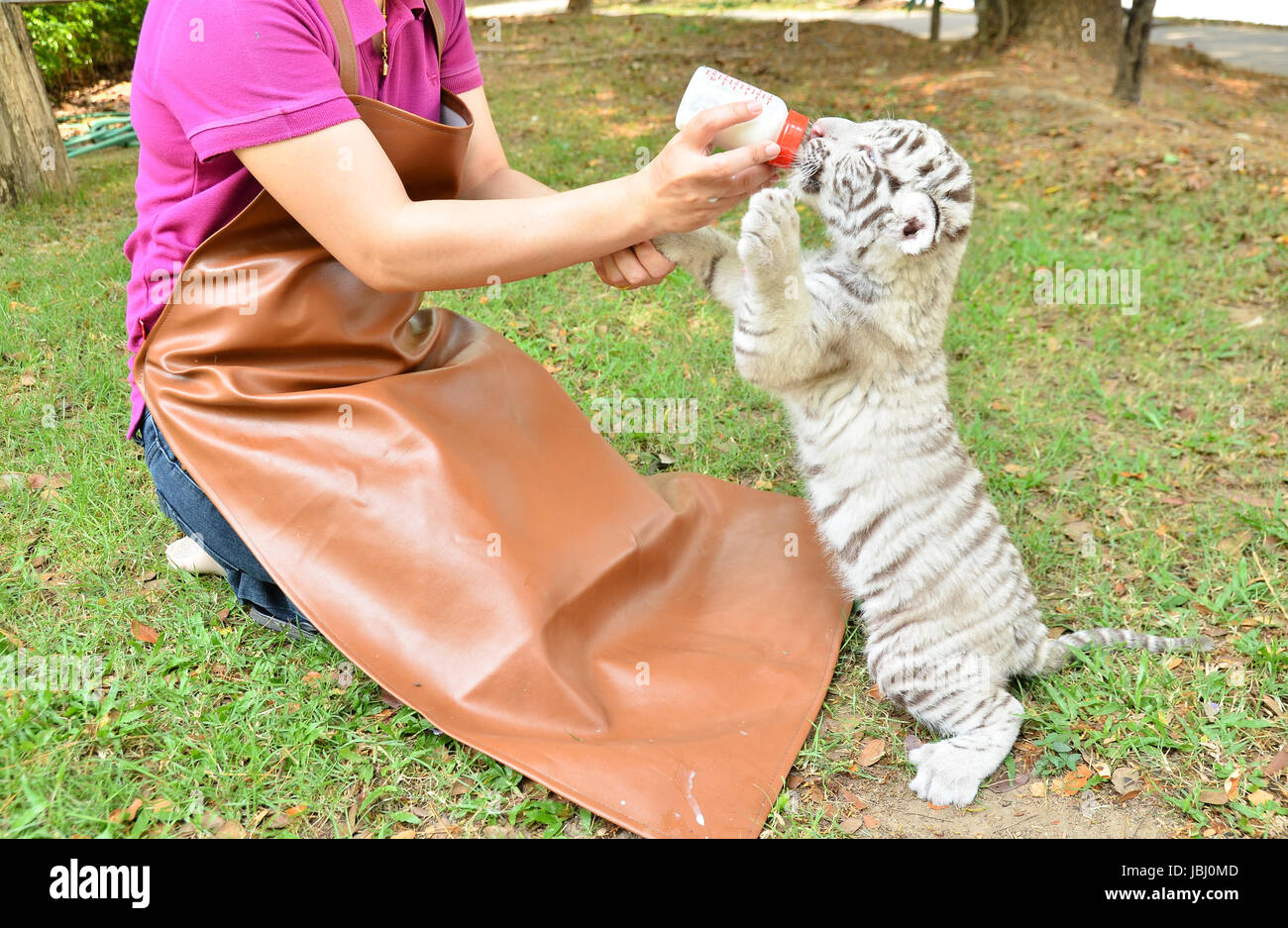 zookeeper take care and feeding baby white tiger Stock Photo - Alamy