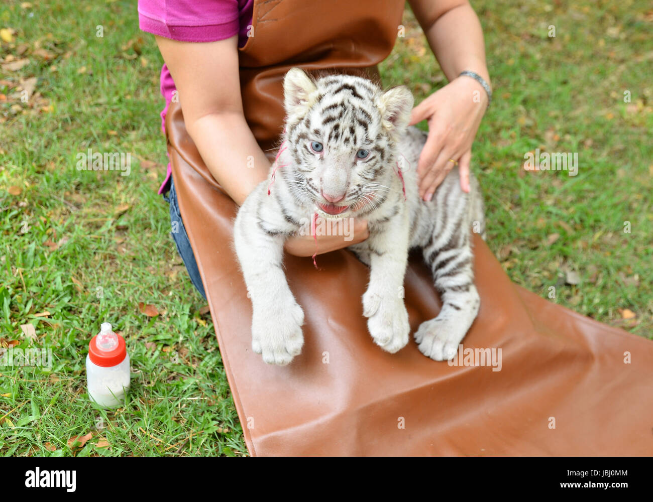 zookeeper take care and feeding baby white tiger Stock Photo - Alamy
