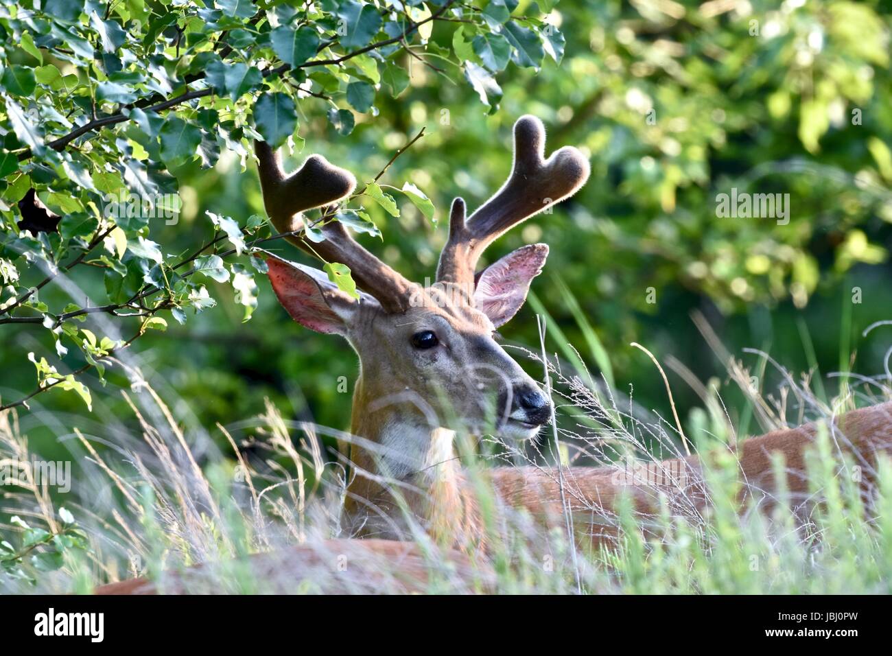Eastern whitetail deer hi-res stock photography and images - Alamy