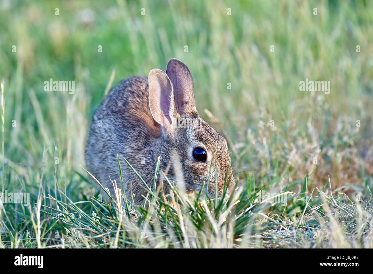Mammal rabbit cottontail hi-res stock photography and images - Alamy