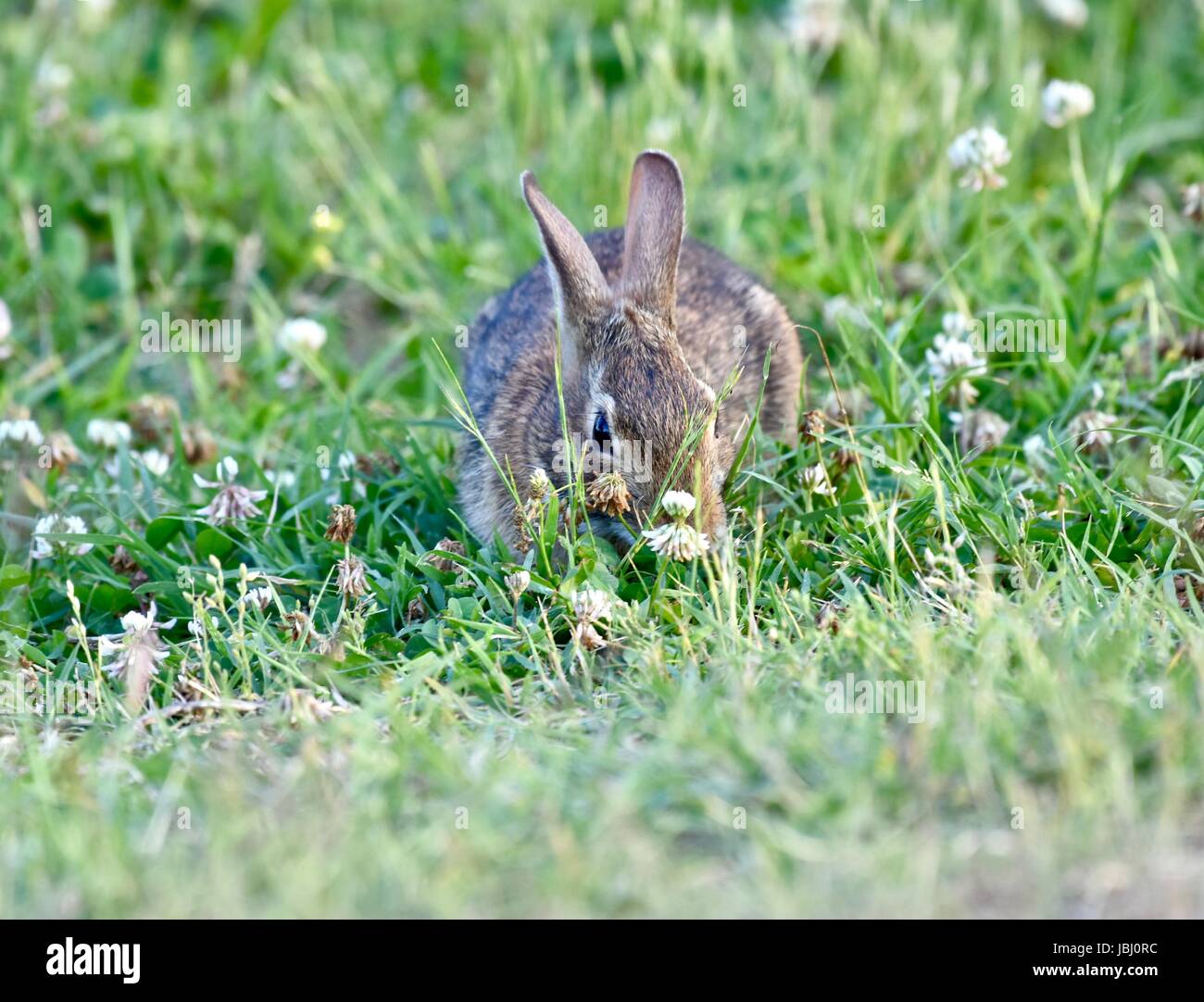 Eastern Cottontail rabbit (Sylvilagus floridanus Stock Photo - Alamy
