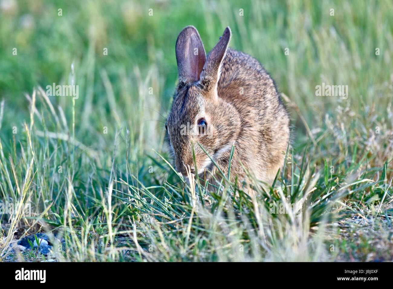 Eastern Cottontail rabbit (Sylvilagus floridanus Stock Photo - Alamy