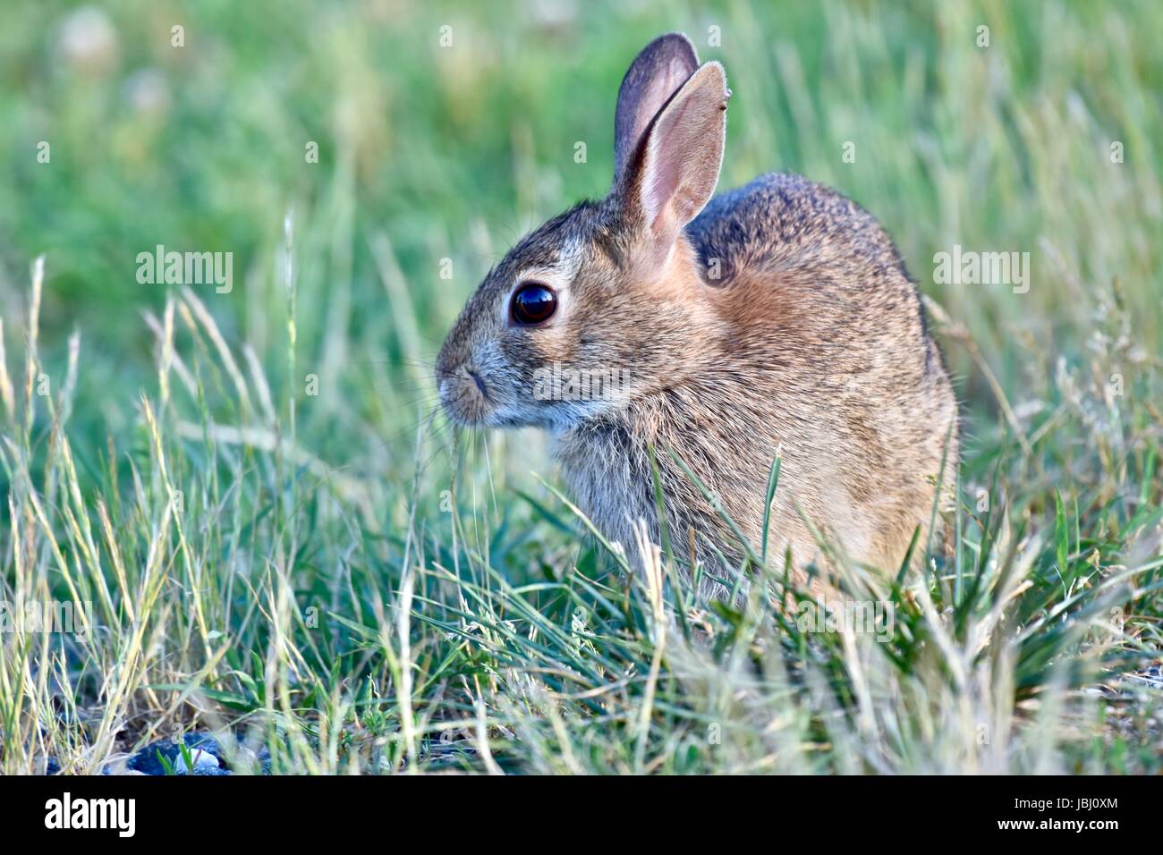 Eastern Cottontail rabbit (Sylvilagus floridanus Stock Photo - Alamy