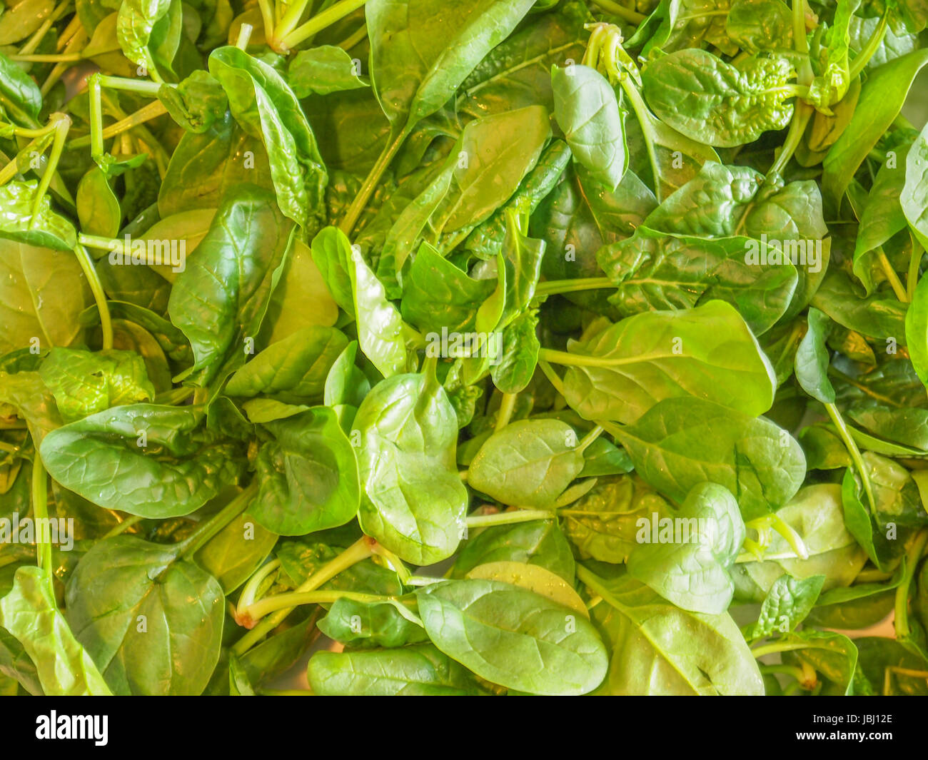 Green spinach leaves edible flowering plant vegetarian food Stock Photo ...