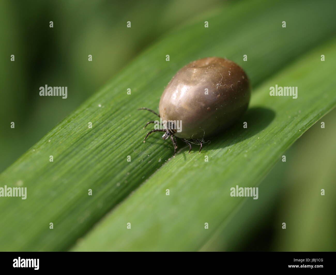 Mite tick hi-res stock photography and images - Alamy