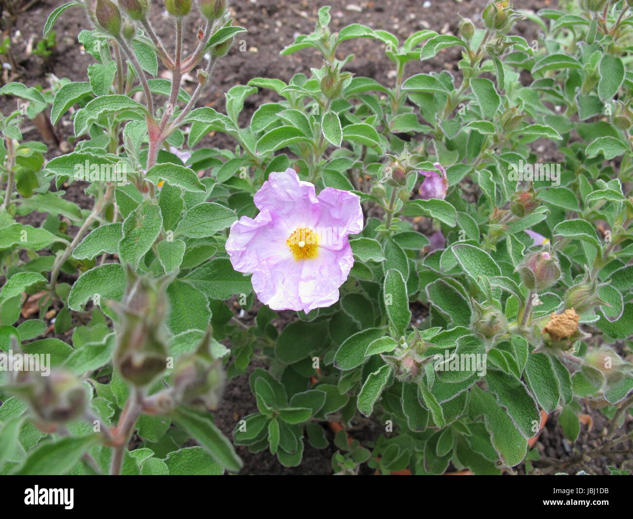 Hairy rockrose hi-res stock photography and images - Alamy