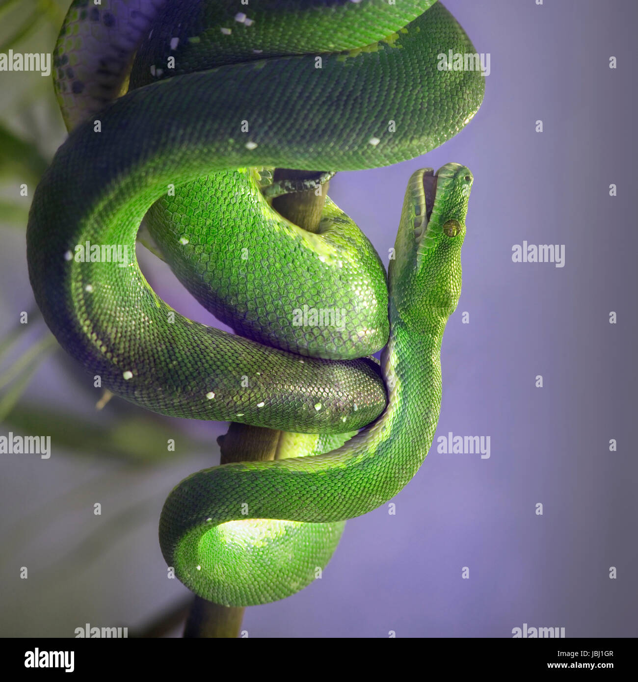 Green Tree Pyton, Morelia Viridis Stock Photo - Alamy