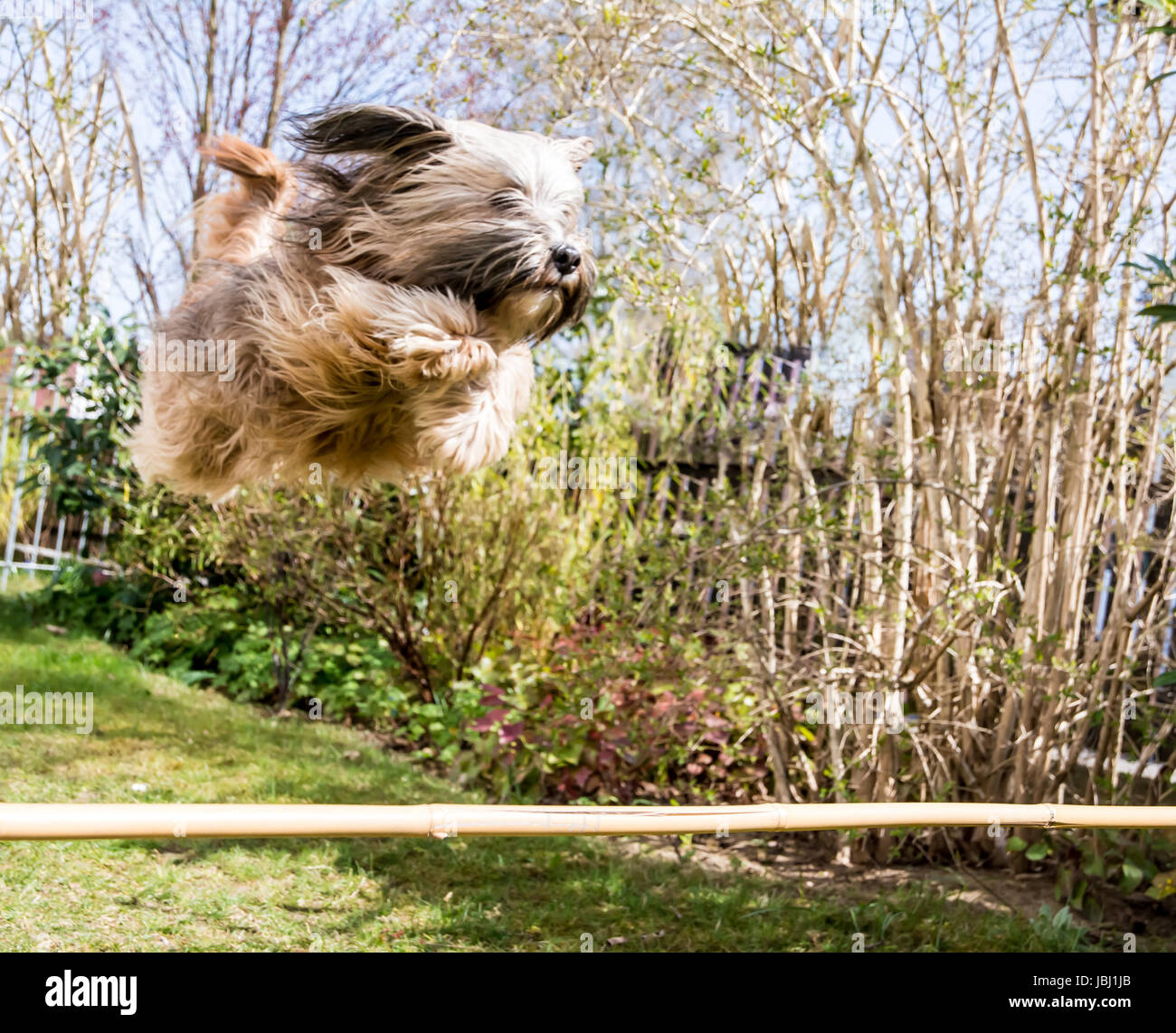 How High Can A Tibetan Terrier Jump