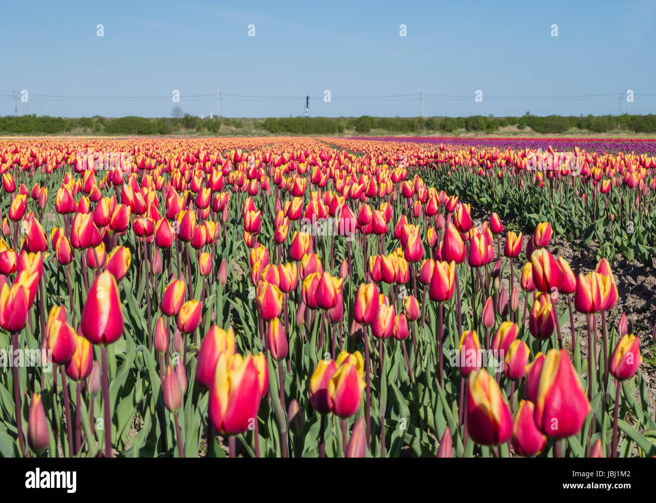 Field of red and yellow colored tulips with different colored tulips ...