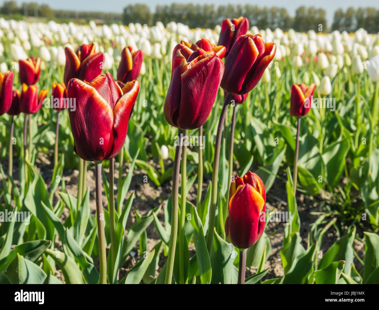 Field of red and yellow colored tulips with white tulips in the ...