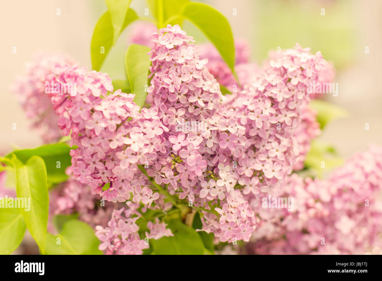 Closeup of beautiful and colorful spring flowers Stock Photo - Alamy