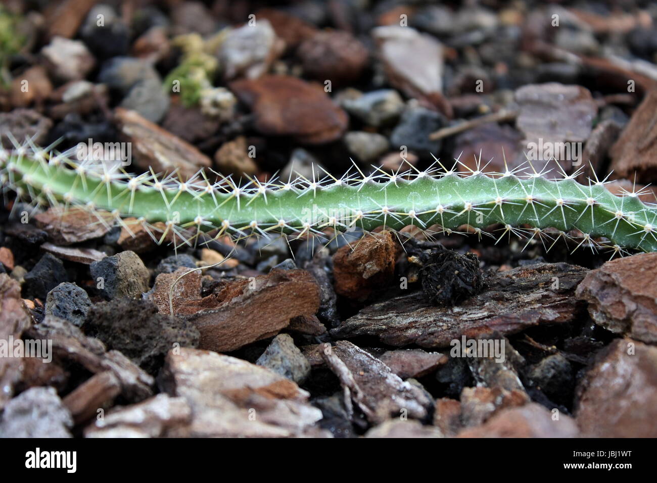 Schlangenkaktus hi-res stock photography and images - Alamy
