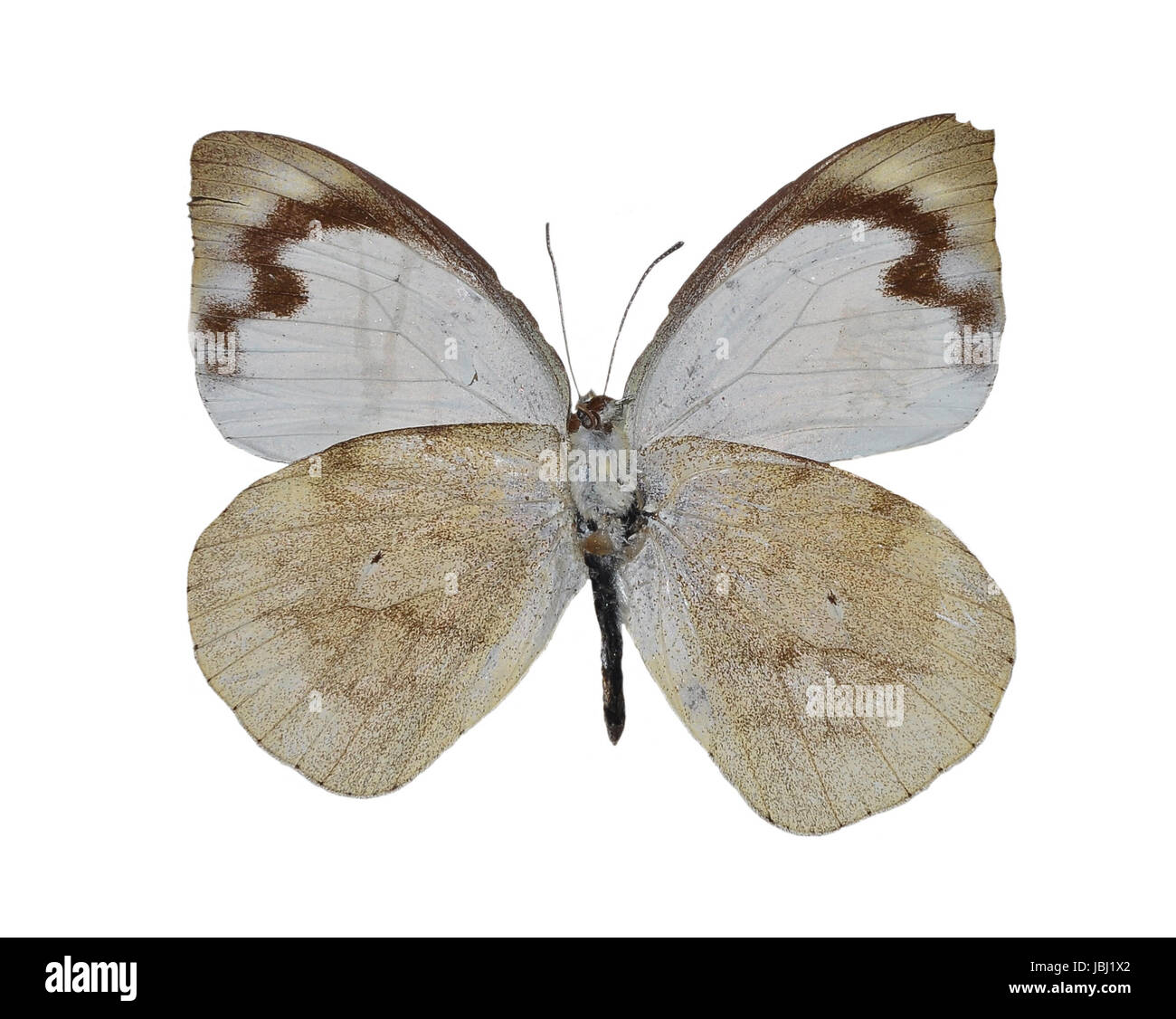 Appias indra hi-res stock photography and images - Alamy
