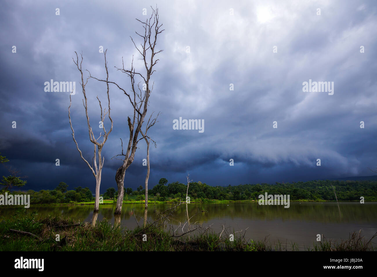Dried trees in swamp in about raining in forest Stock Photo - Alamy