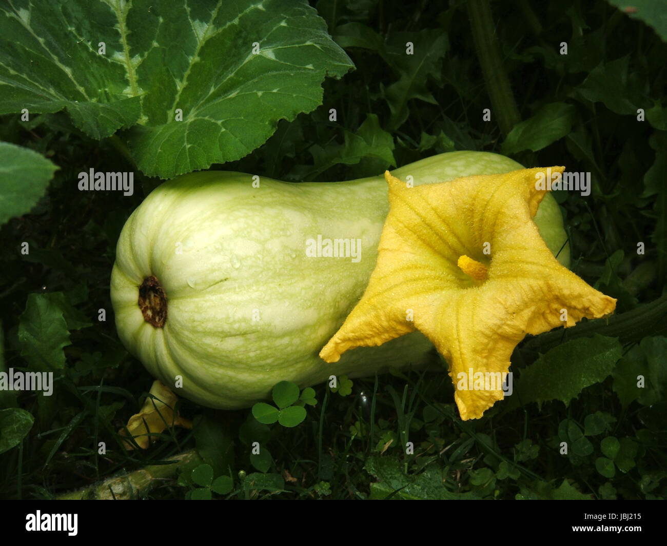 Butternut Pumpkin not ripe and Flower Stock Photo - Alamy