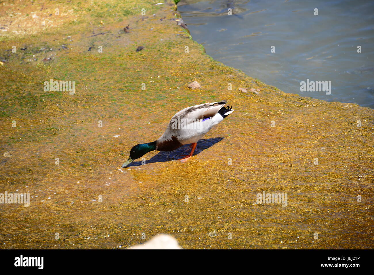 ducks the mediterranean - spain Stock Photo - Alamy