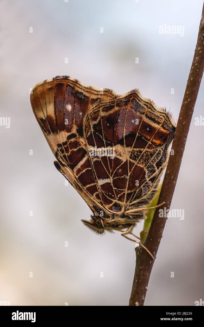 multifarious richly coloured Stock Photo - Alamy