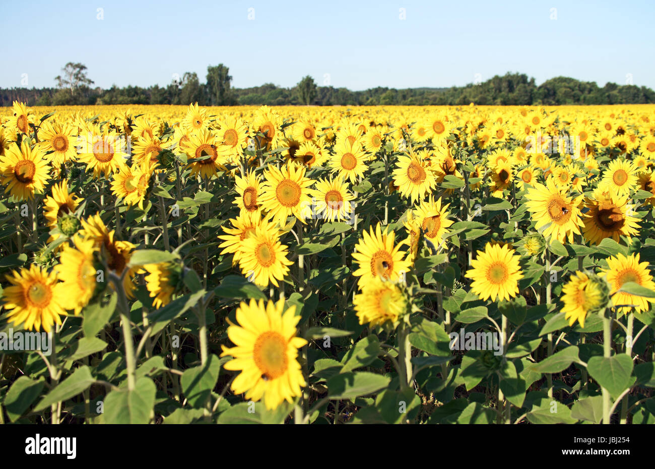 beautiful sunflower field Stock Photo - Alamy