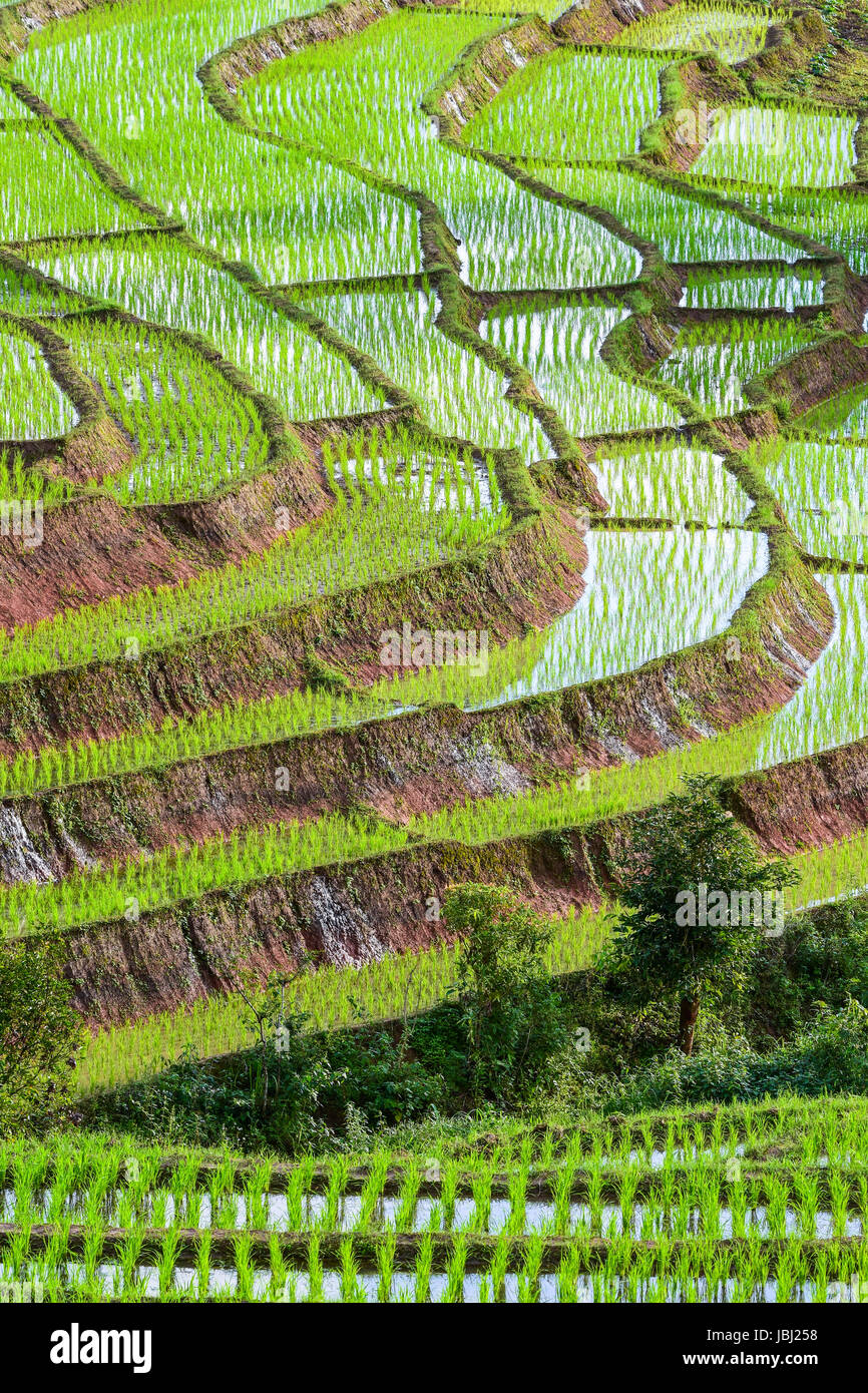 Steping rice farm in Pa Pong Piang village, Maechaem, Chiangmai ...