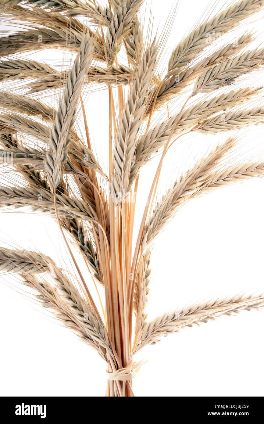 Barley over a white background Stock Photo - Alamy