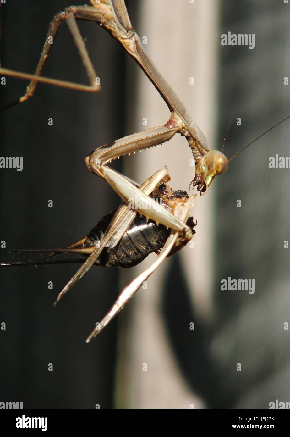 Praying Mantis Nymph Food