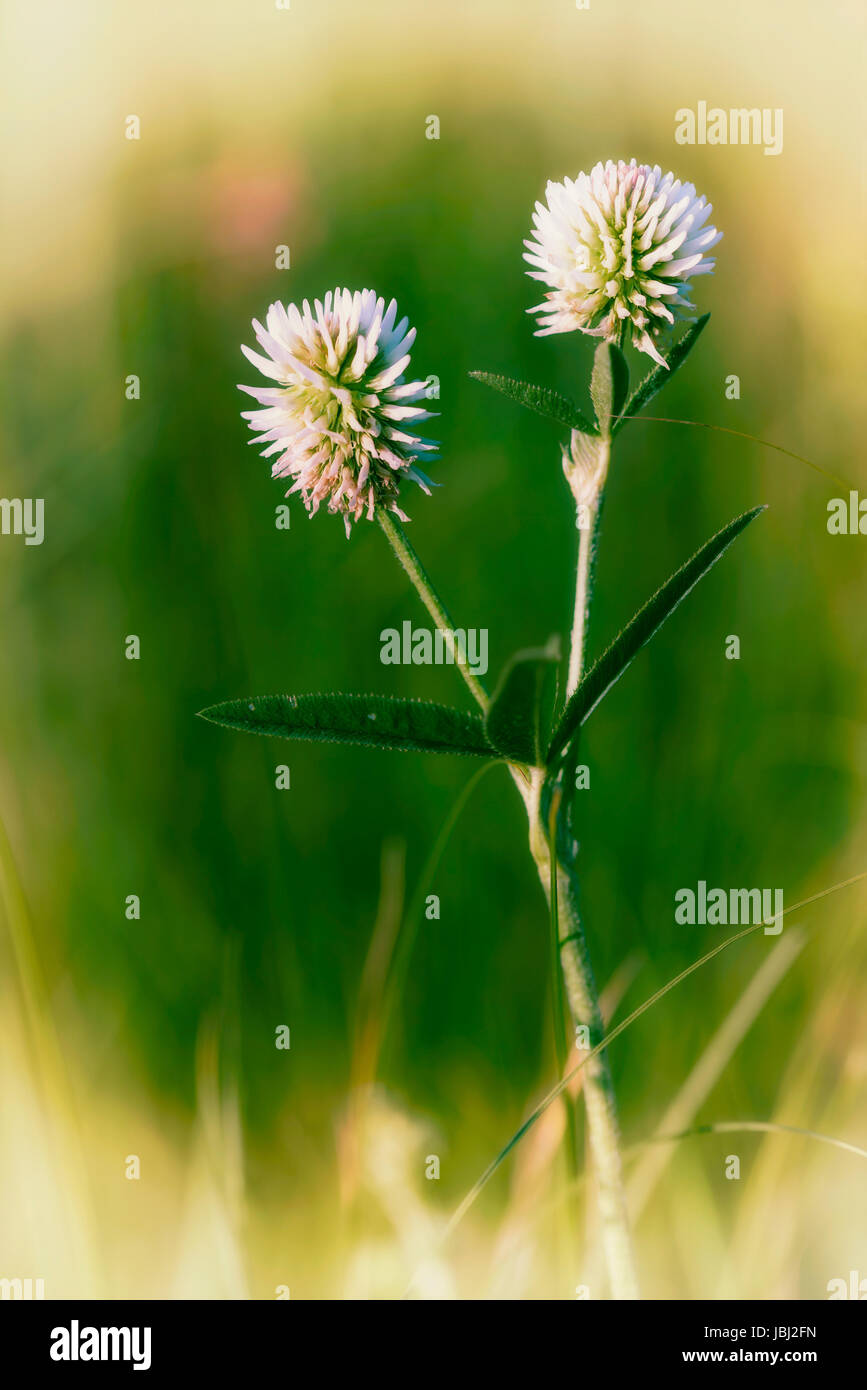 Trifolium repens or white clover, also known as Dutch clover, Ladino ...