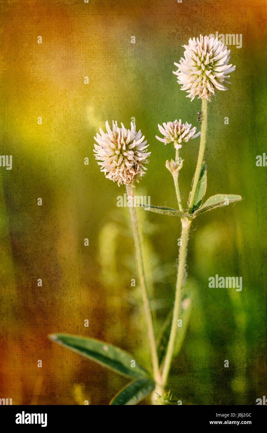 Trifolium repens or white clover, also known as Dutch clover, Ladino ...