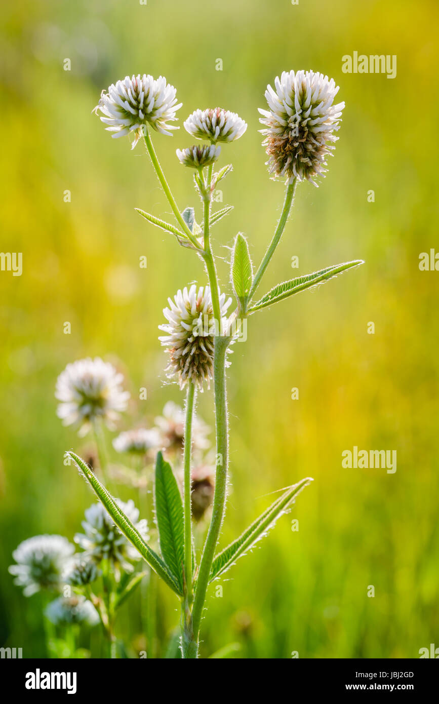 Trifolium repens or white clover, also known as Dutch clover, Ladino ...